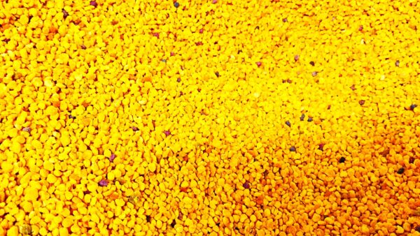 Polen de Abeja: Propiedades, Beneficios y Cómo Consumirlo
